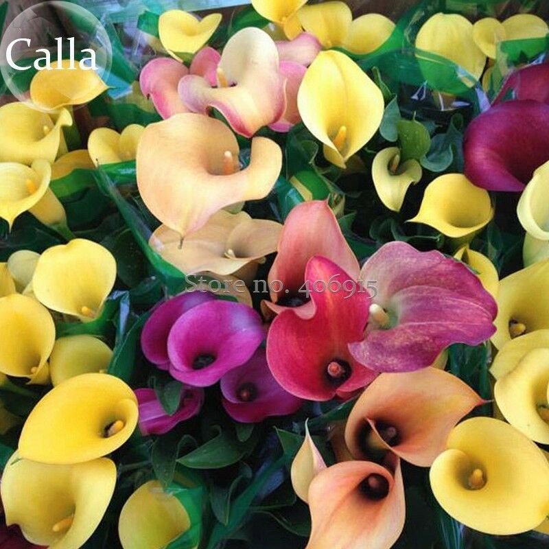 Rare Mixed Colorful Calla Lily Flowers, 20 Seeds, new style attractive ...