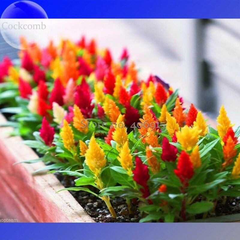 Dwarf Plumed Cockscomb Mixed Seeds, 200 Seeds, celosia plumosa nana flower