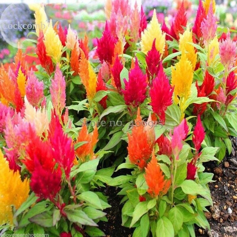 Dwarf Plumed Cockscomb Mixed Seeds, 200 Seeds, celosia plumosa nana flower