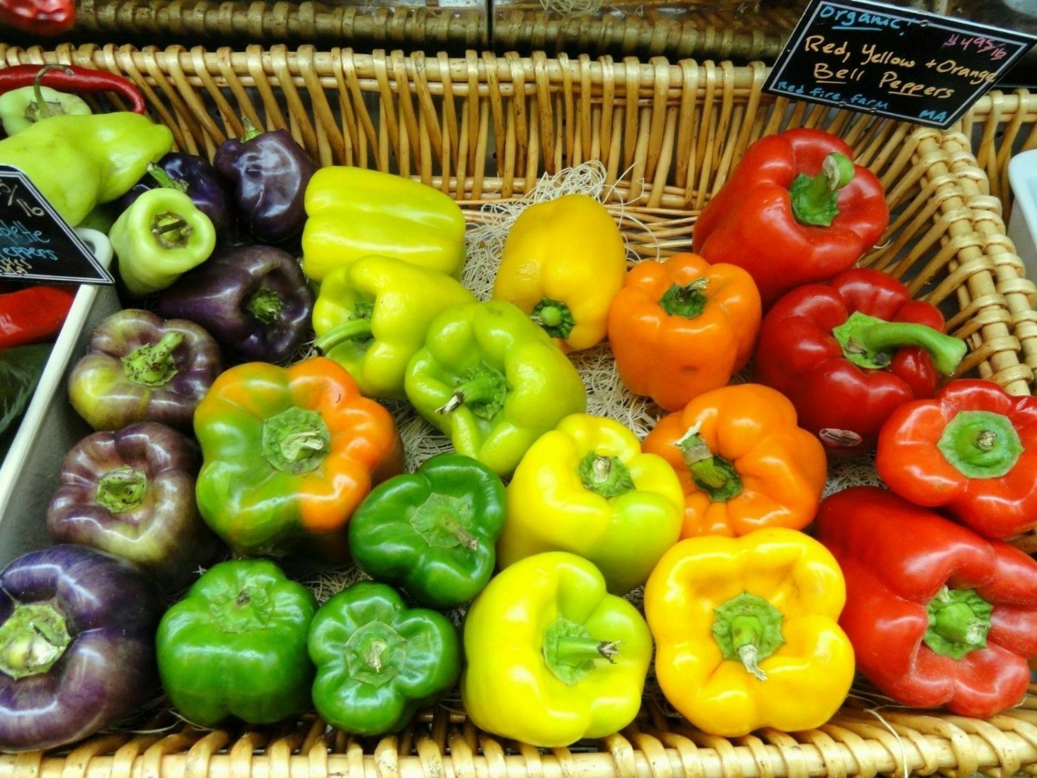 Rainbow Bell Pepper Mix seeds bin37