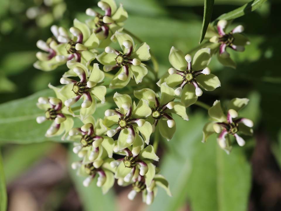 Spider aka Green Milkweed - Asclepias viridis binFR