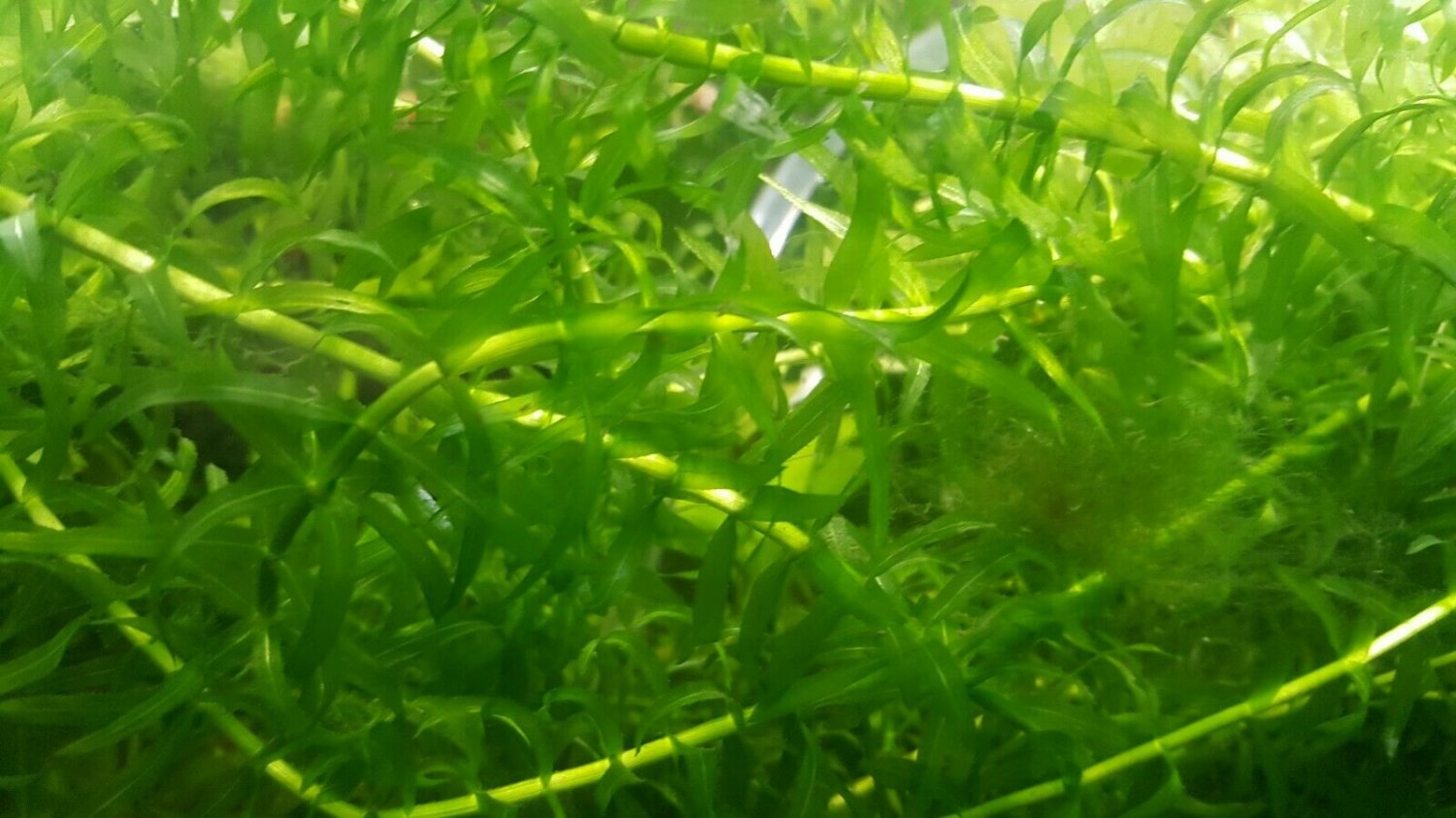 8 Stems Anacharis Elodea Egeria Densa Easy Live Aquarium Plant by ...