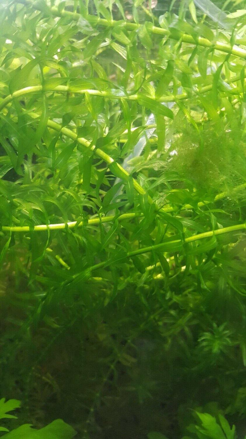 8 Stems Anacharis Elodea Egeria Densa Easy Live Aquarium Plant by ...