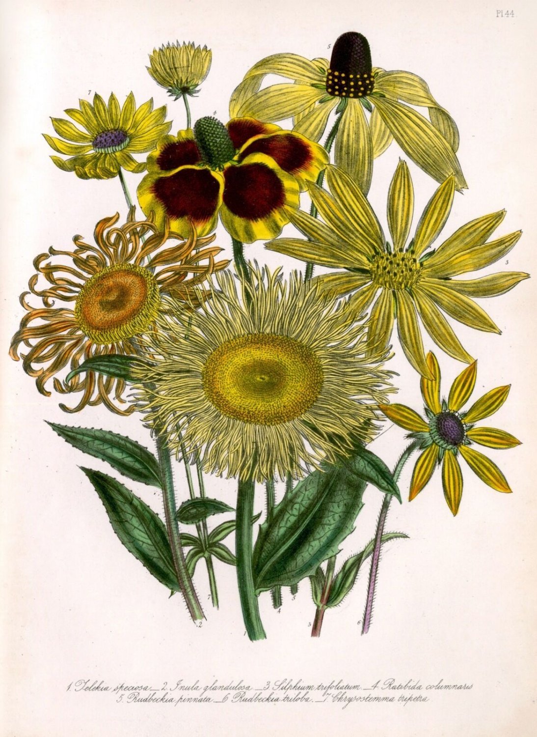 3548.Illustration of a botanical book.SunFlower POSTER.Home School art ...