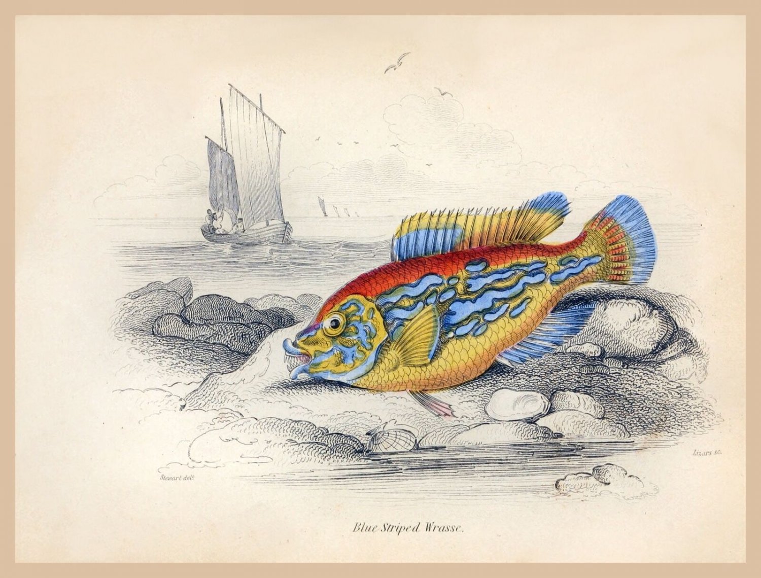 8640.Decoration Poster.Home Room wall art design.Blue Striped Wrasse ...