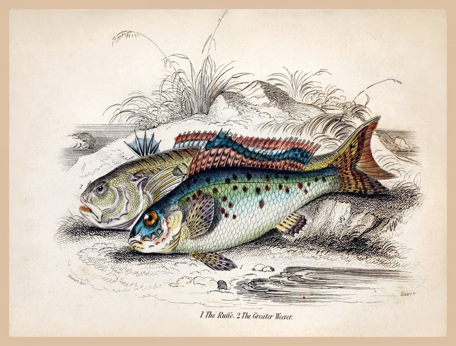 8620.Decoration Poster.Home Room wall art design.Fishing.Ruffe Weever ...