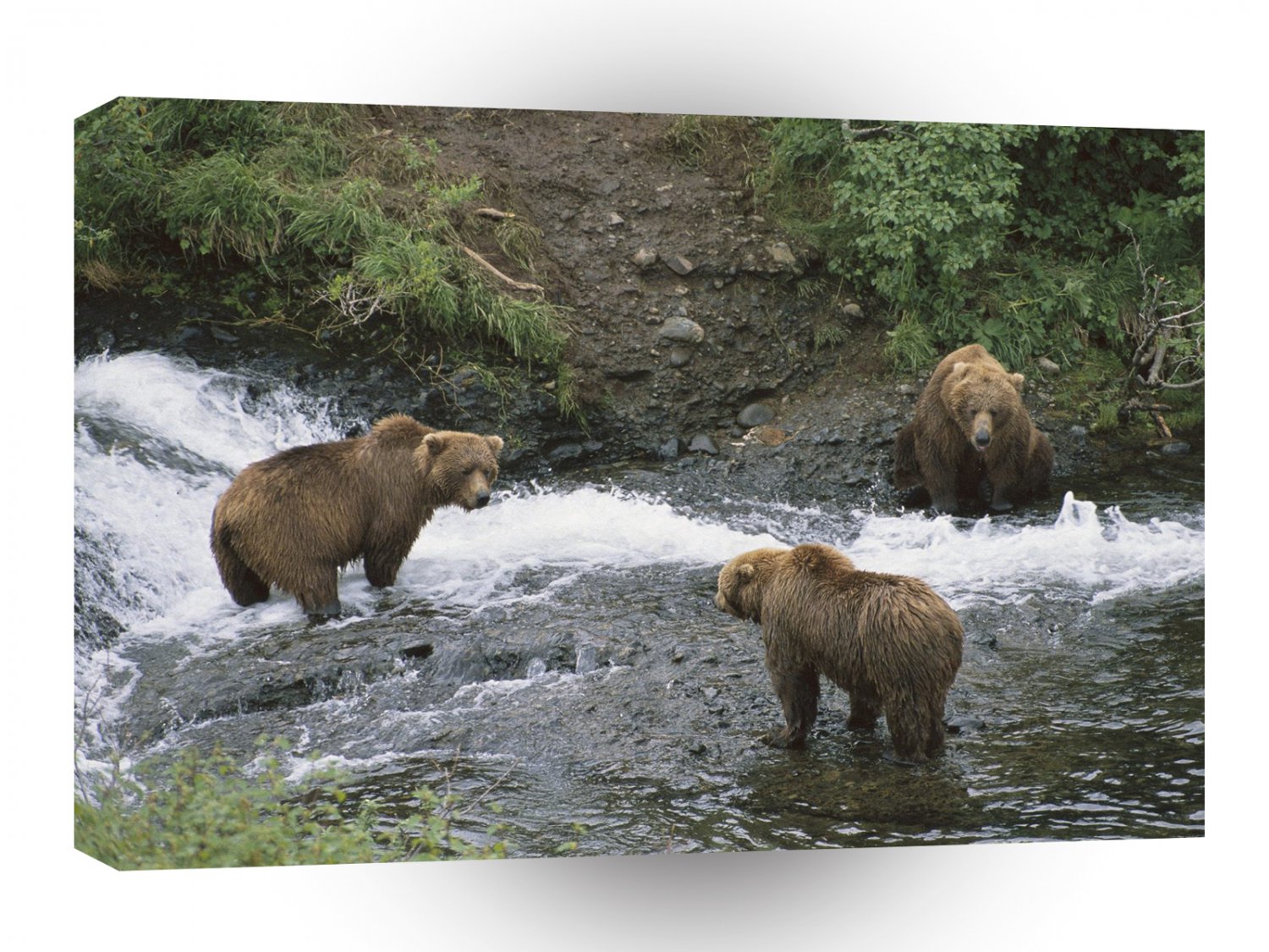 Bear Meeting Of Minds Alaska A1 Xlarge Canvas