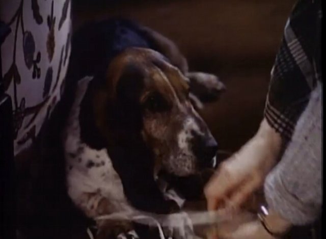 Mrs. Columbo Complete Series on 3 DVDs Kate Mulgrew