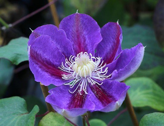 2 year plant ~ repeat bloomer ~ Clematis Pacific Cup, live plant ~ NEW