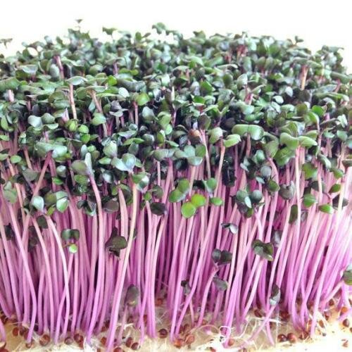 Microgreen, Red Acre Cabbage, Non-gmo, 250 Seeds Tasty FREE Shipping