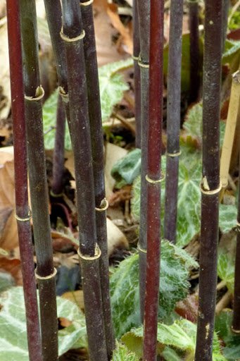 50 Fargesia Jiuzhaigou Deep Purple Bamboo Seeds Privacy Seed Garden ...