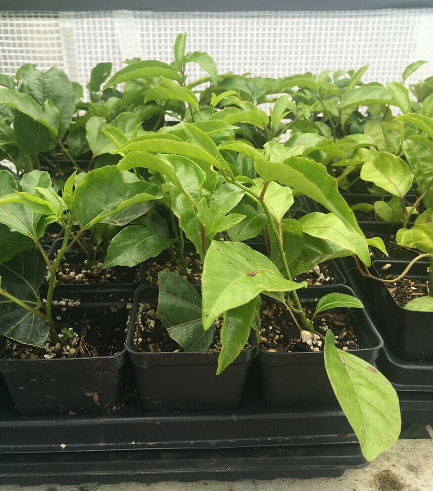 Passiflora Edulis - Red Rover - Plant - Purple Passion Fruit Plant - Edible