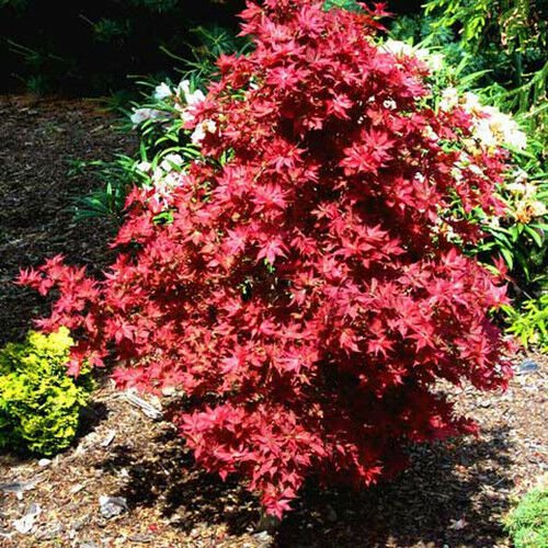 Rare 'Ruby Stars' Japanese Maple Tree Seeds. Acer palmatum. 10 Seeds.