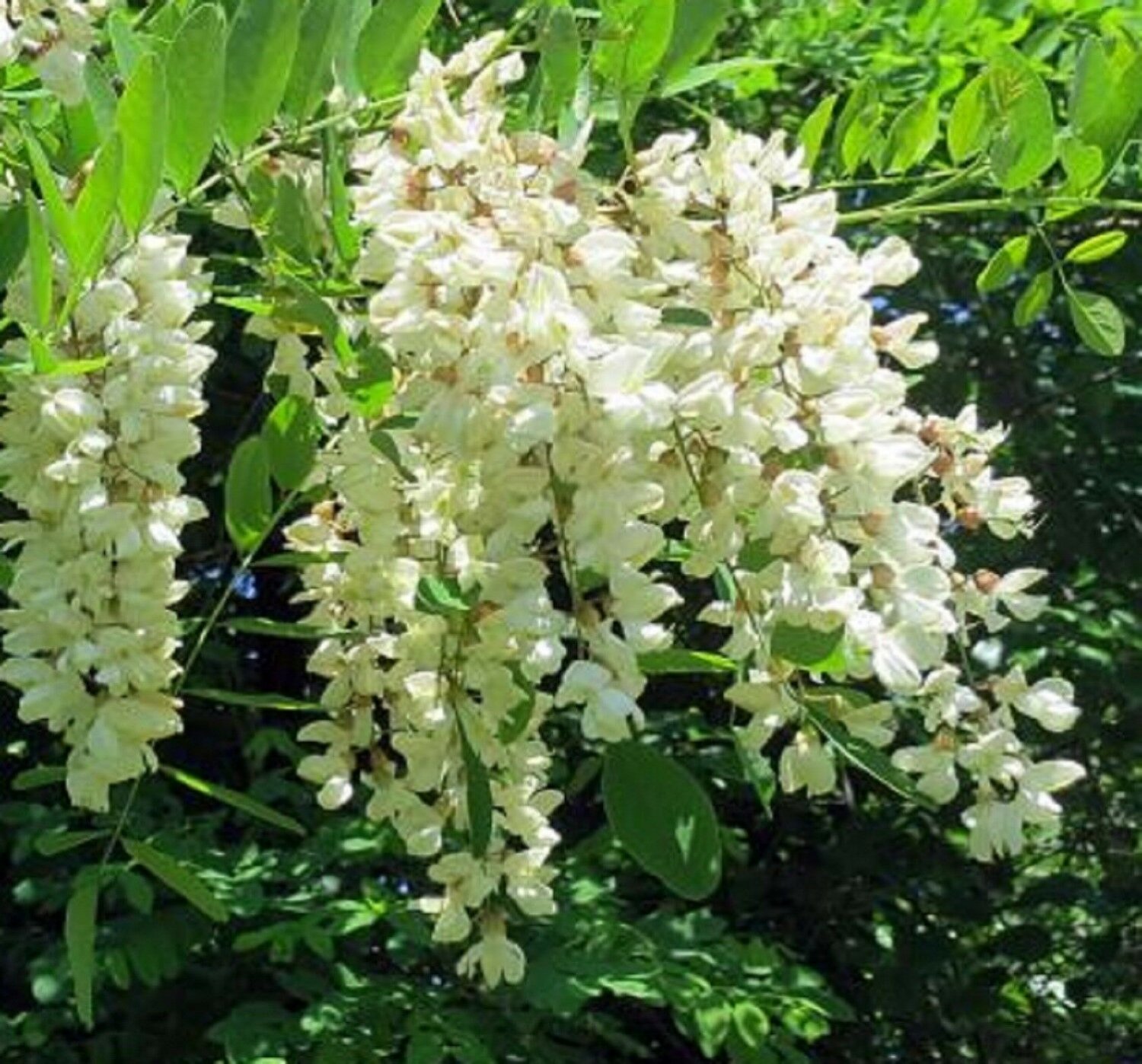 Black Locust Tree seedling Flowering Renewable firewood Posts Native ...