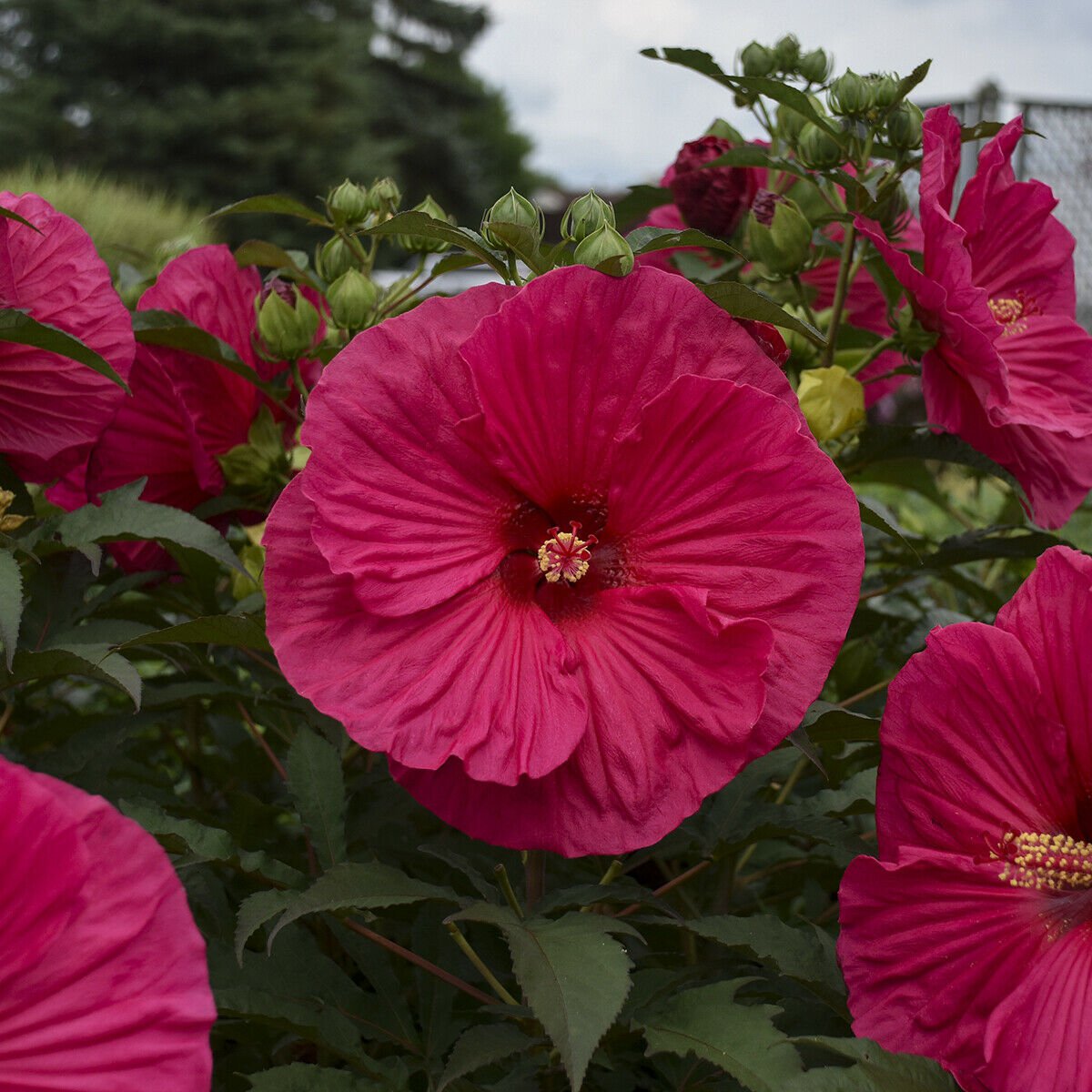 Bush Hibiscus SUMMER IN PARADISE Big Flower Hardy 2.5" pot = 1 Live ...