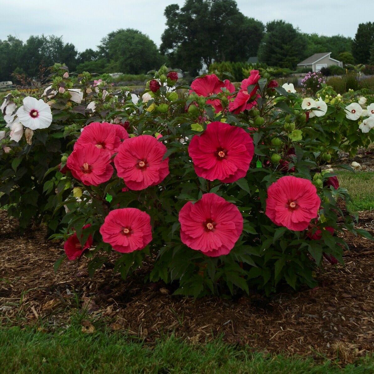 Bush Hibiscus SUMMER IN PARADISE Big Flower Hardy 2.5" pot = 1 Live ...