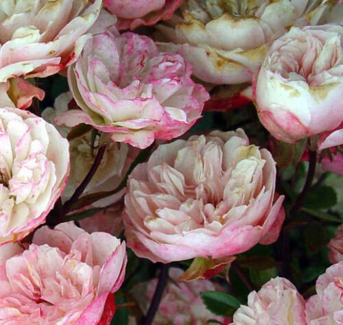 Rosa Chinensis Angel Wings , Miniature Rose , 10 Seeds