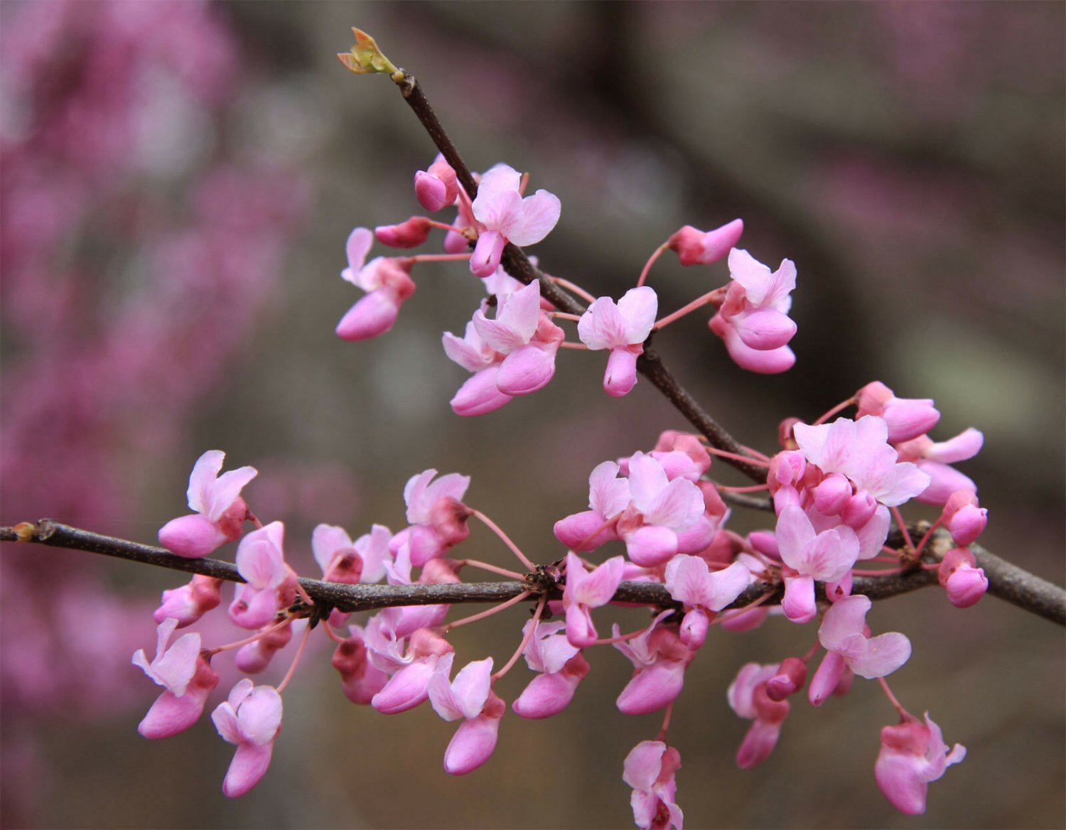 Cercis canadensis , Eastern Redbud , 10 Seeds