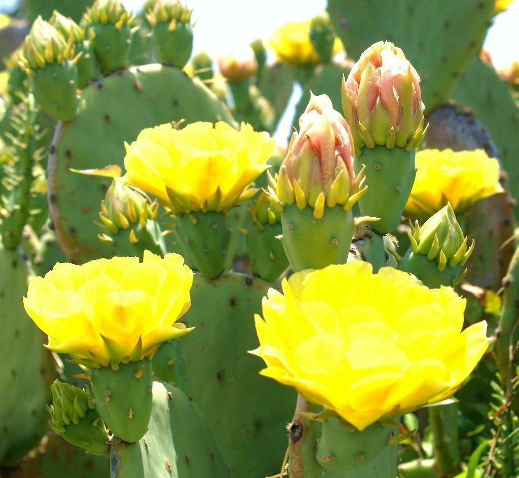 OPUNTIA STRICTA 0j0 erect prickly pear nopal edible cactus nopalea seed ...