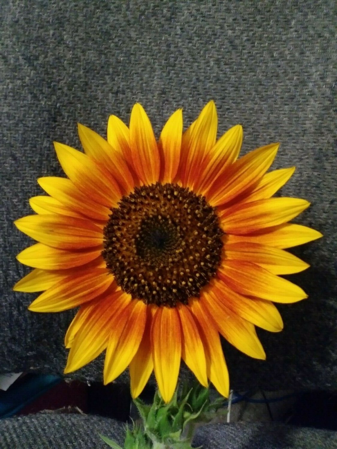 Tiger's Eye Sunflower Seed Pack - Helianthus annuus, 25 Seeds Per Pack