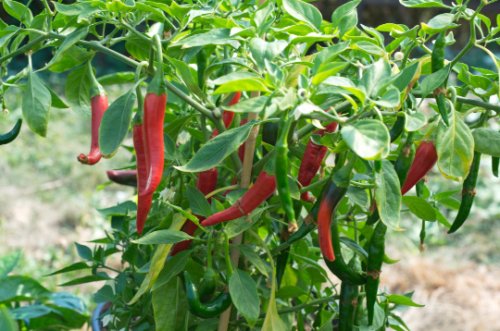 Prik Chi Fa Pepper Seed Pack, Capsicum Annum longum, 20 Seeds Per Pack