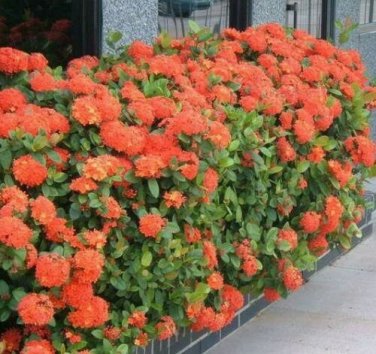 BasqueStore IXORA MAUI RED LIVE PLANT 3 TO 5 INCHES TALL