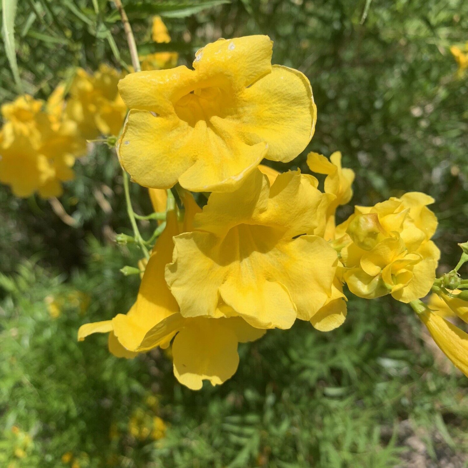 Tecoma Stans~Yellow Elder~Trumpet Shrub Bush~Esperanza live plant 5 inches