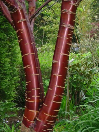 140 Prunus Serrula- Paperbark Cherry Tree- Red Shiny bark glistens!
