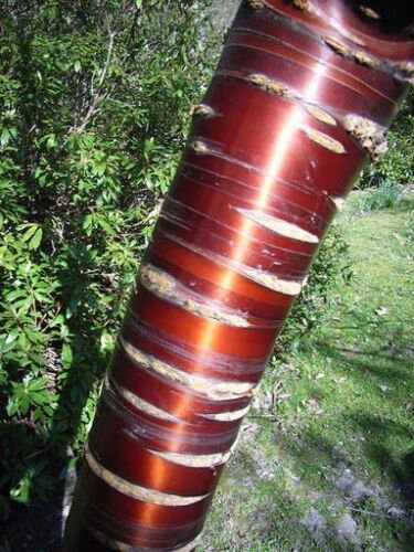 140 Prunus Serrula- Paperbark Cherry Tree- Red Shiny bark glistens!