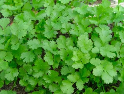Cilantro Long Standing 100+ ct, Vegetables for Gardening