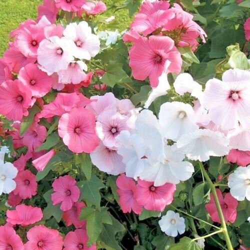 100+ ROSE MALLOW MIX Seeds American Wildflower White Pink Rose Garden ...