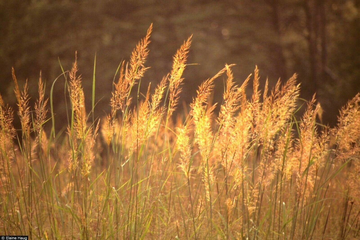 1 OZ=10,001+ INDIAN GRASS Seeds Native Prairie Clumping Ornamental ...