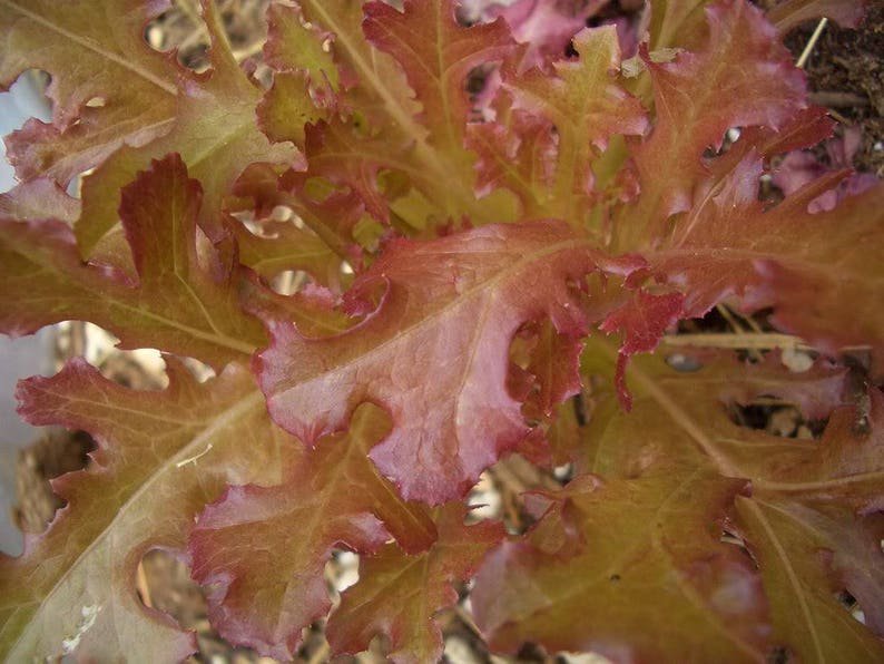 3000 CIMMARON Red ROMAINE LETTUCE Lactuca Sativa Vegetable Seeds