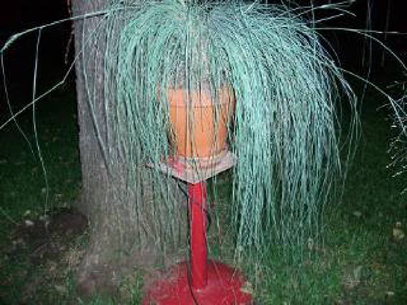 200 WEEPING LOVE GRASS Ornamental African Lovegrass Eragrostis Curvala ...