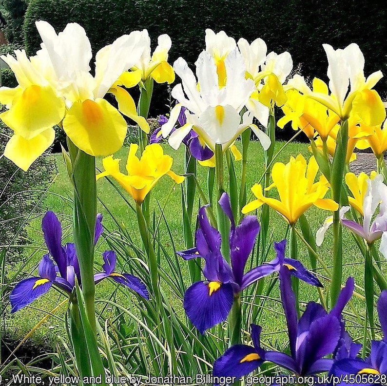 20 MIXED SIBERIAN IRIS Sibirica Iris Bicolor Blue Red White Purple ...