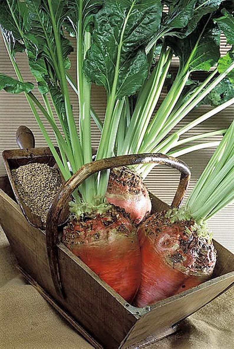 75 Giant Red BEET Mangelwurzel Mangel Mangold Wurzel Mammoth Long Beta ...