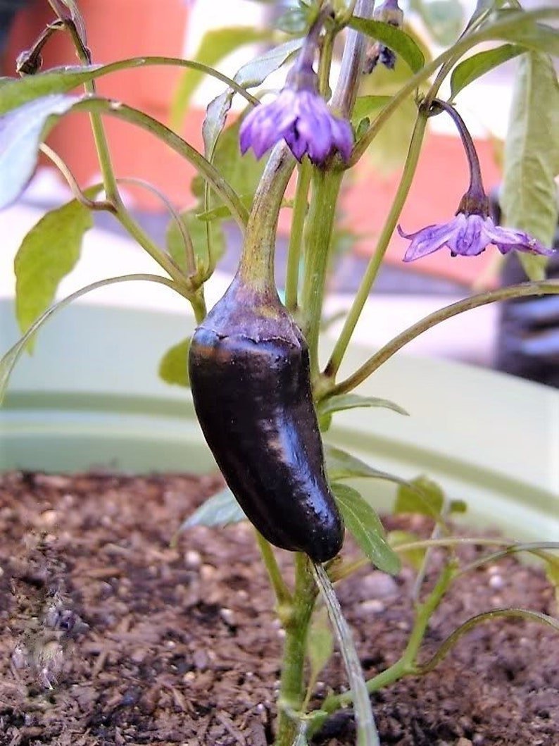 40 PURPLE JALAPENO PEPPER Capsicum Annuum Hot Vegetable Seeds