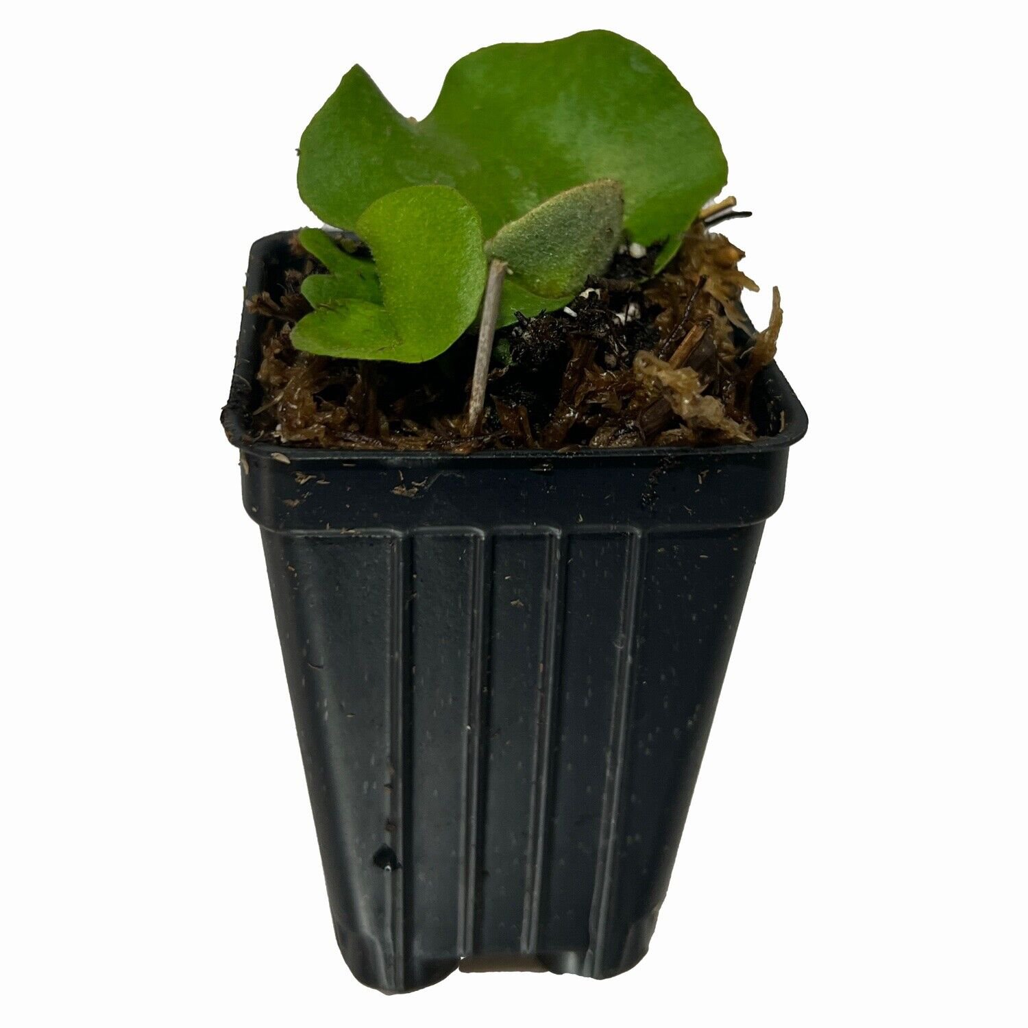 Elephant Staghorn Fern - Platycerium elephantotis - Live Plant