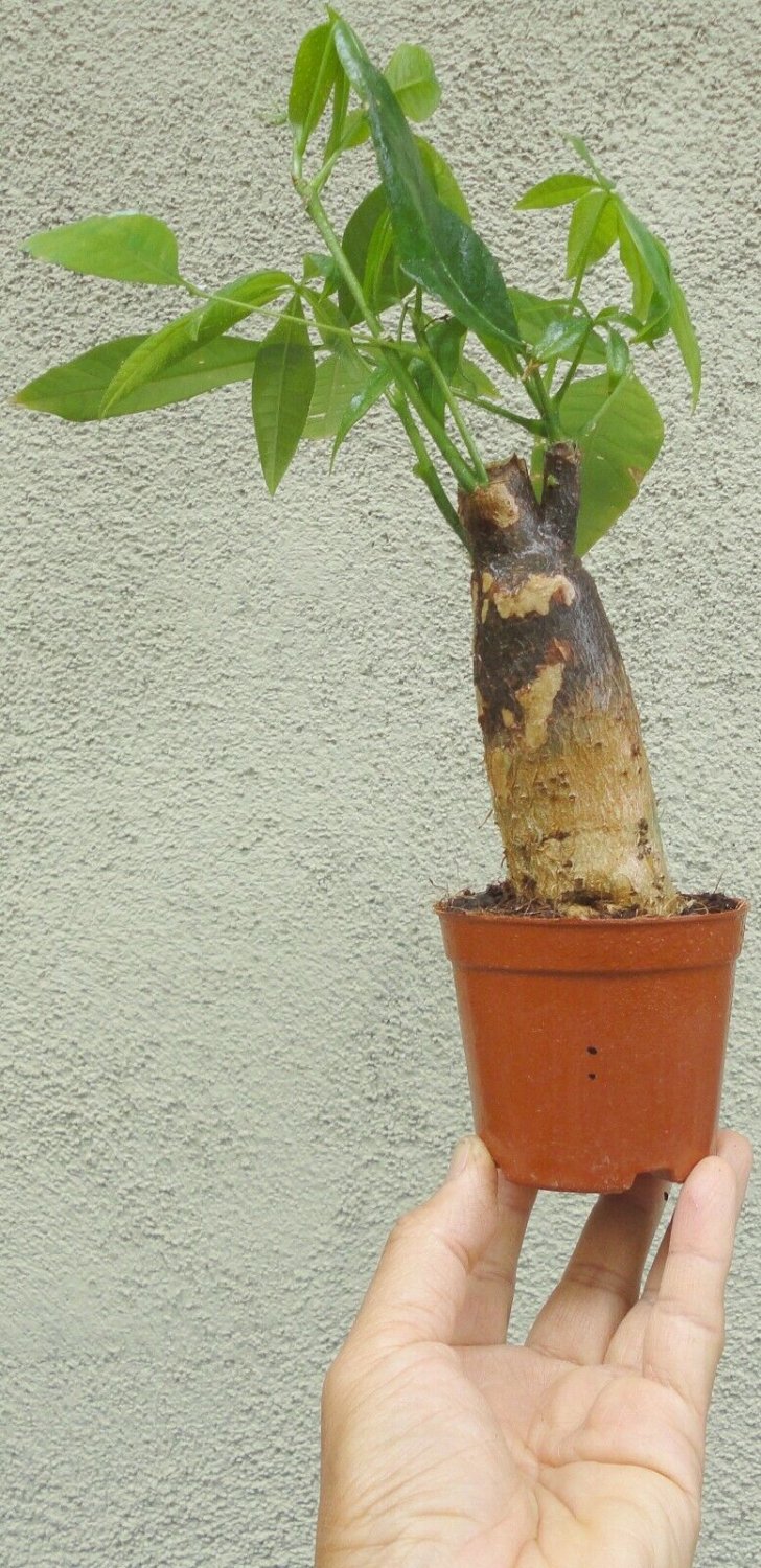 Pachira Money Tree Pre Bonsai Dwarf Shohin Mame Big Fat Stump Trunk