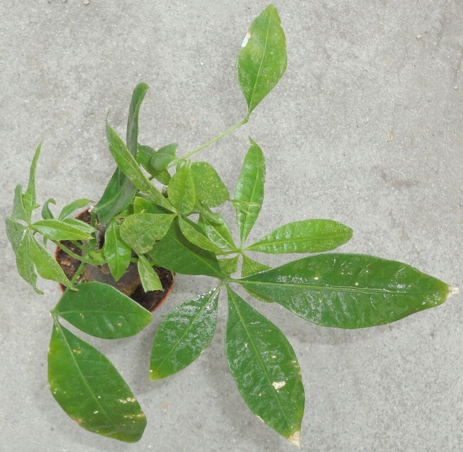 Pachira Money Tree Pre Bonsai Dwarf Shohin Mame Big Fat Stump Trunk