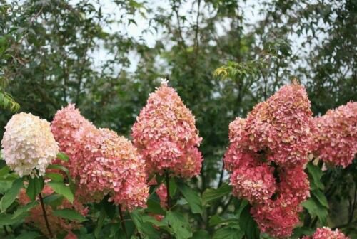 HYDRANGEA PANICULATA 'MEGA PEARL' - STARTER PLANT - APPROX 8-12 INCH ...