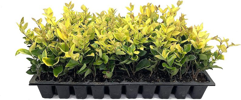 (20 plant) Ligustrum Japonicum Howardi | Live Plants By Florida Foliage