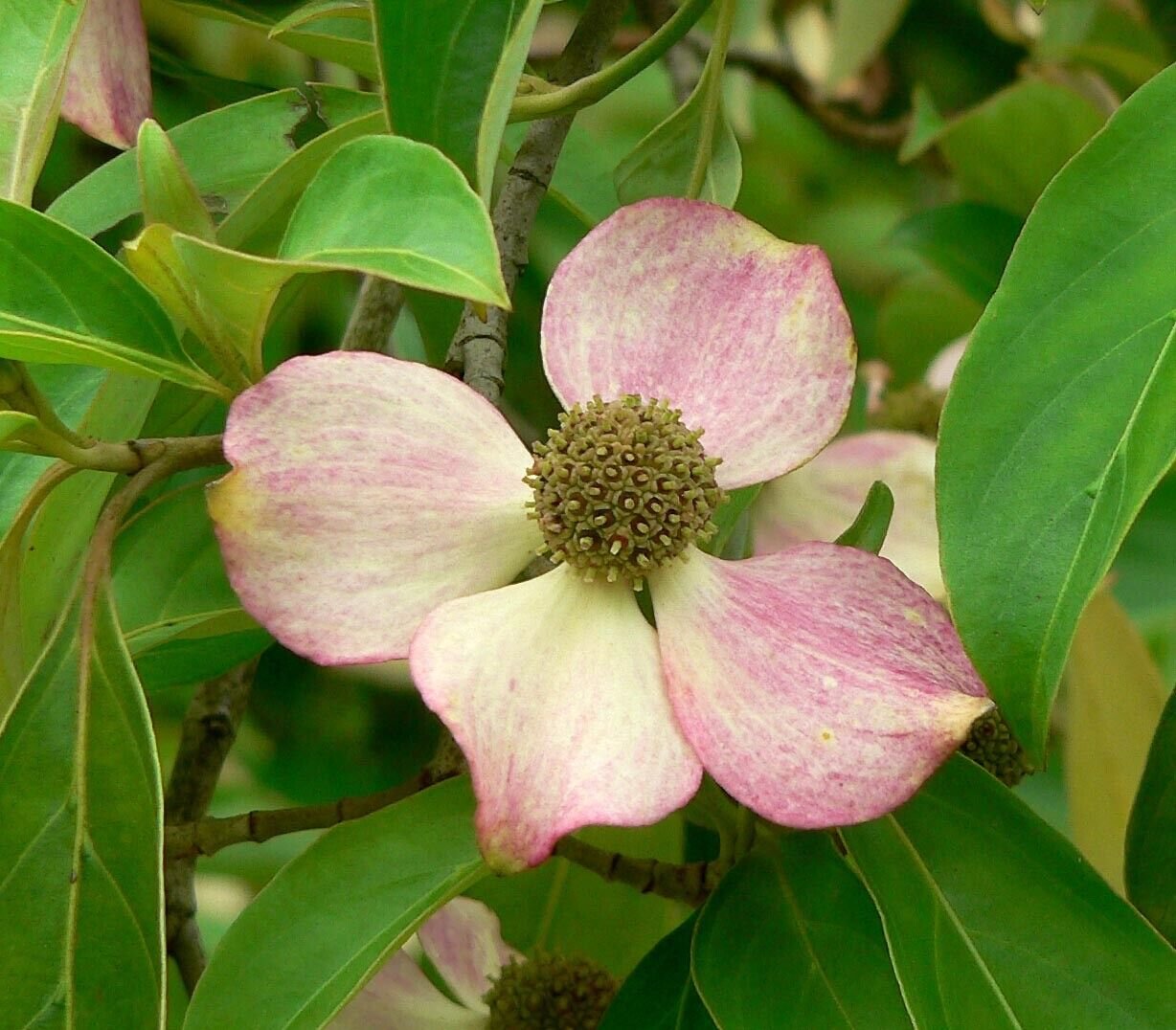 5 PINK DOGWOOD Cornus Capitata Angustata Kousa Ornamental Flowering ...