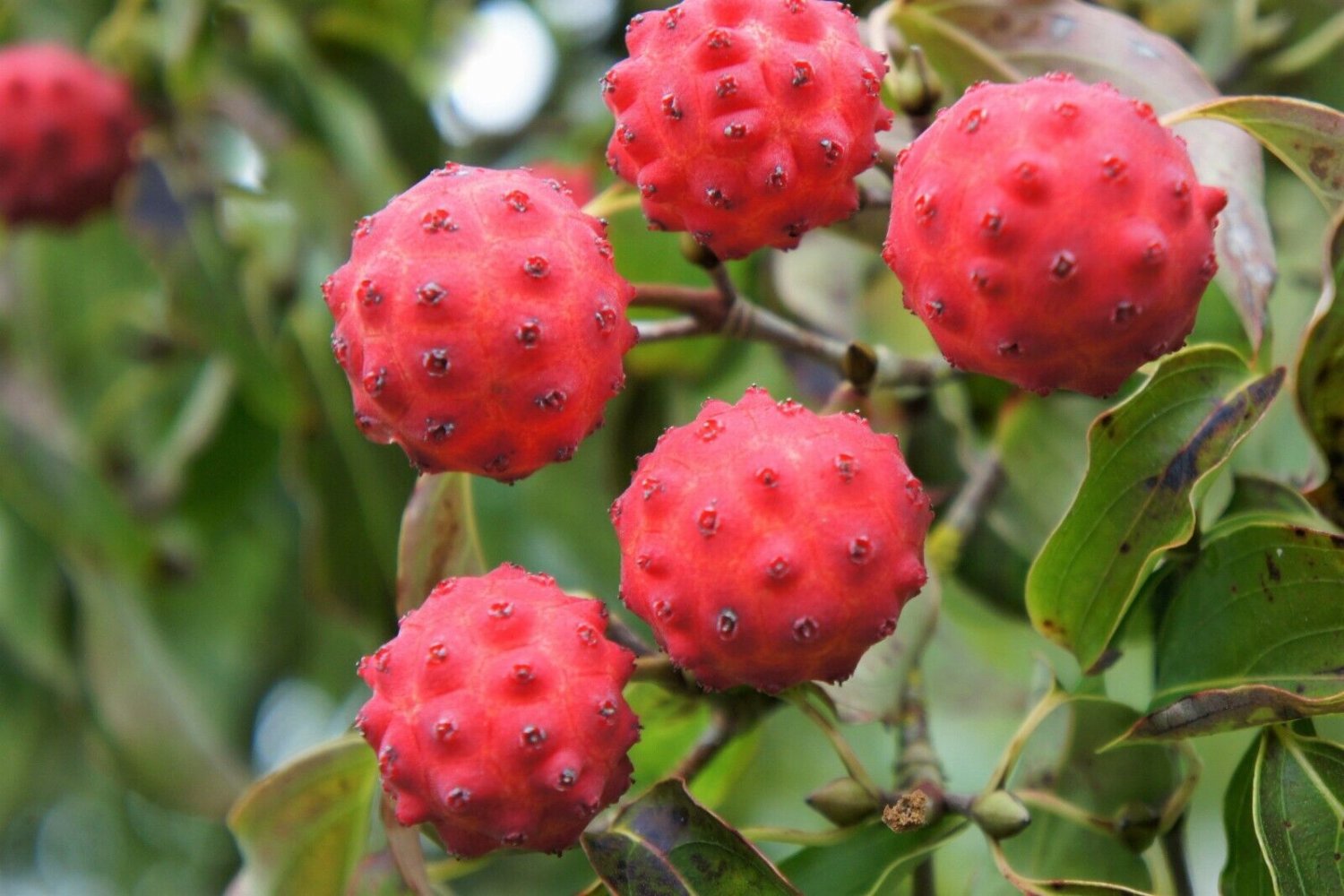 5 PINK DOGWOOD Cornus Capitata Angustata Kousa Ornamental Flowering ...