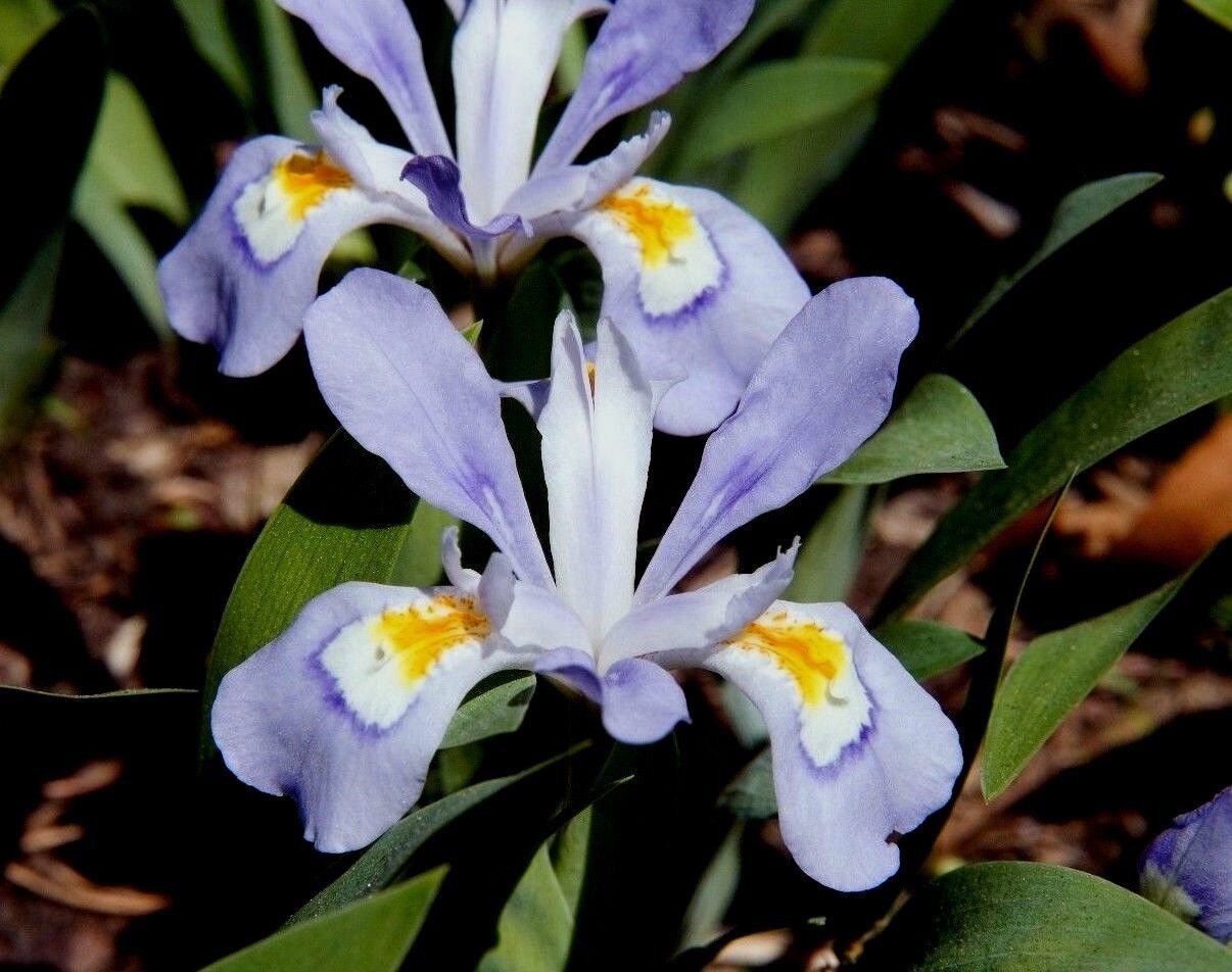 5 Dwarf crested iris Iris Cristata PREMIUM NATIVE WOODLAND WILDFLOWER ...