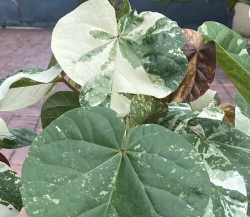 Variegated Mahoe Tree (Hibiscus tiliaceus) 4 inch pot size