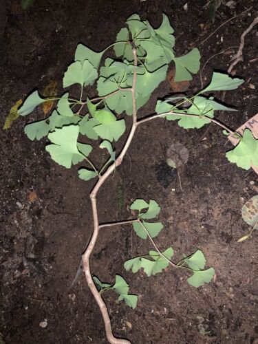 Exact plant 4 year old Ginkgo Biloba seedling. Shipped in container ...
