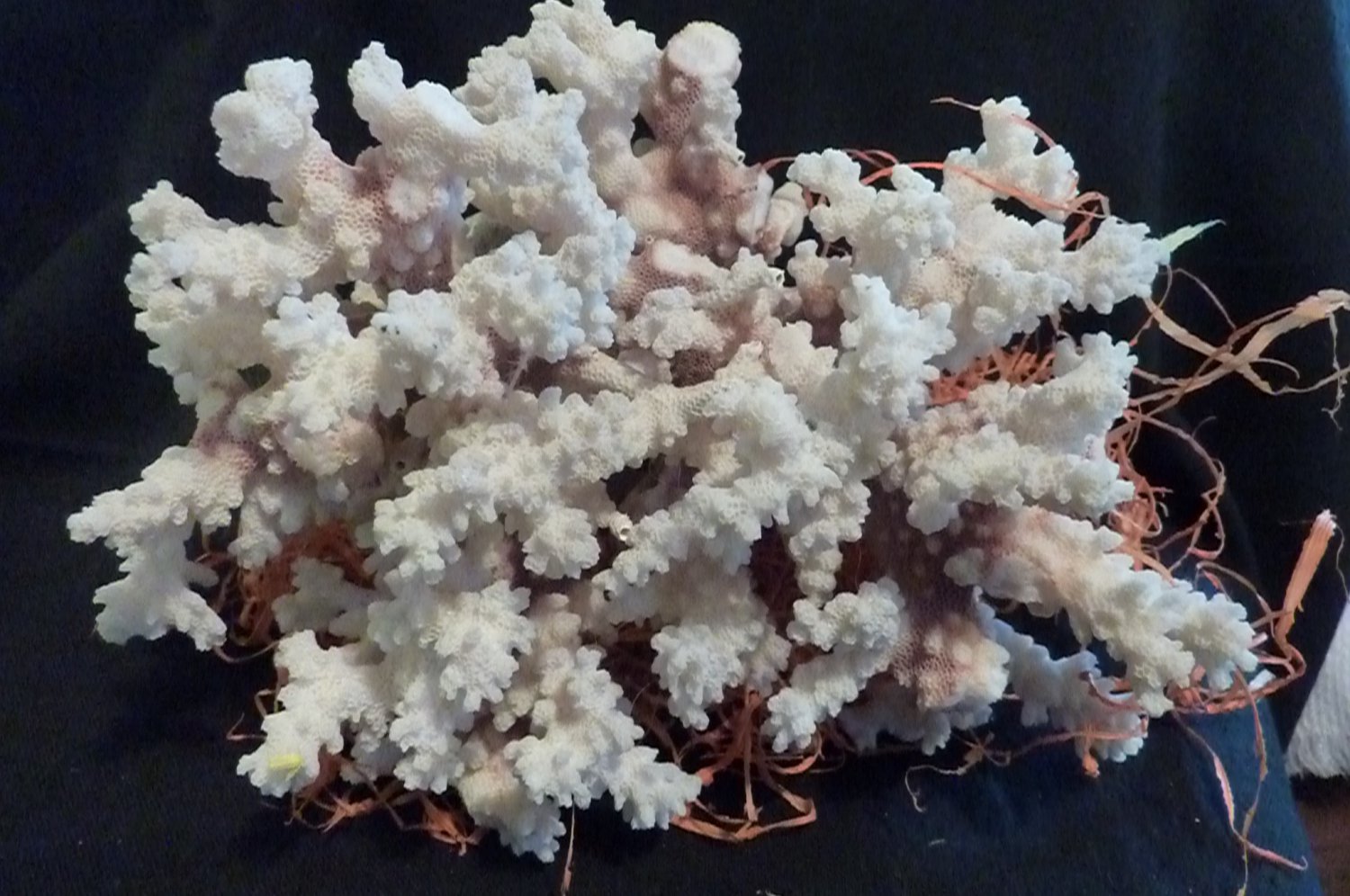 Finger Coral (Acropora Humilis) 9" X 9" -Real-