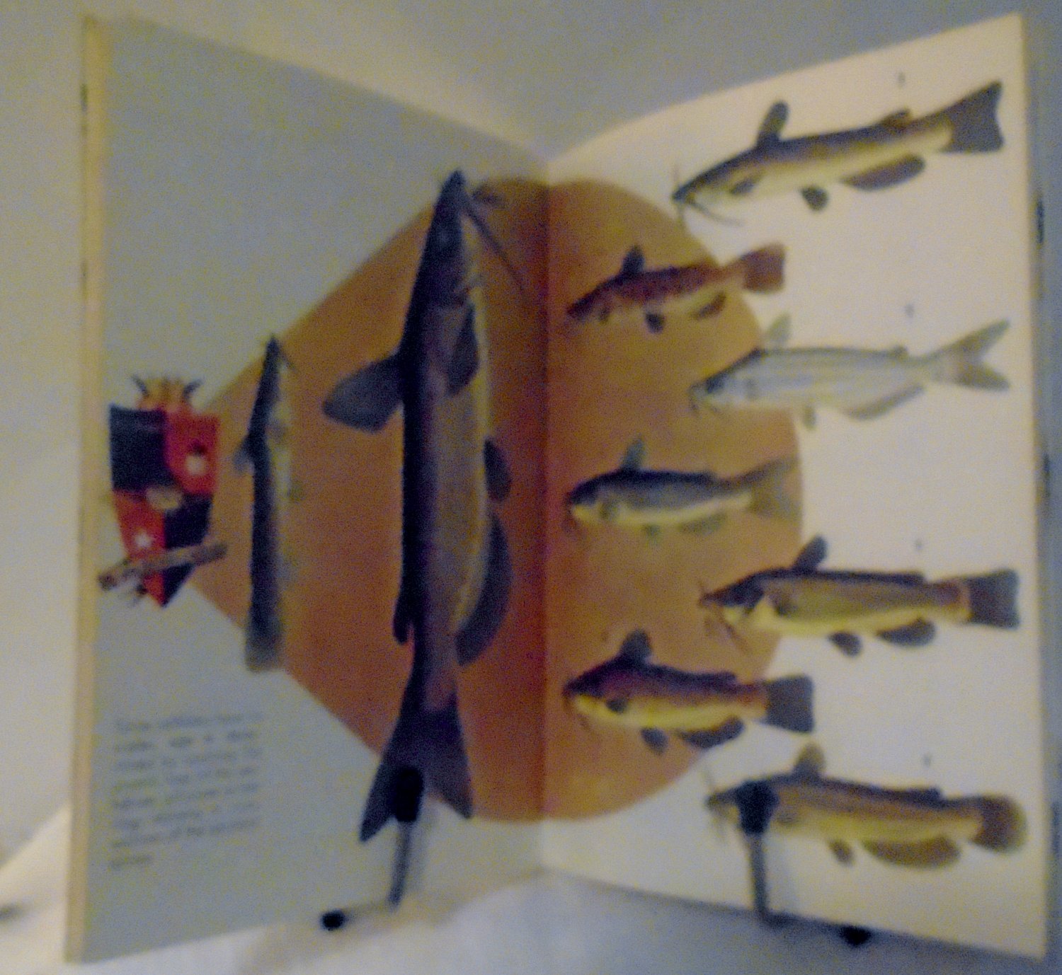 Know your fish paperback - A book vintage 1960 sports afield tom dolan