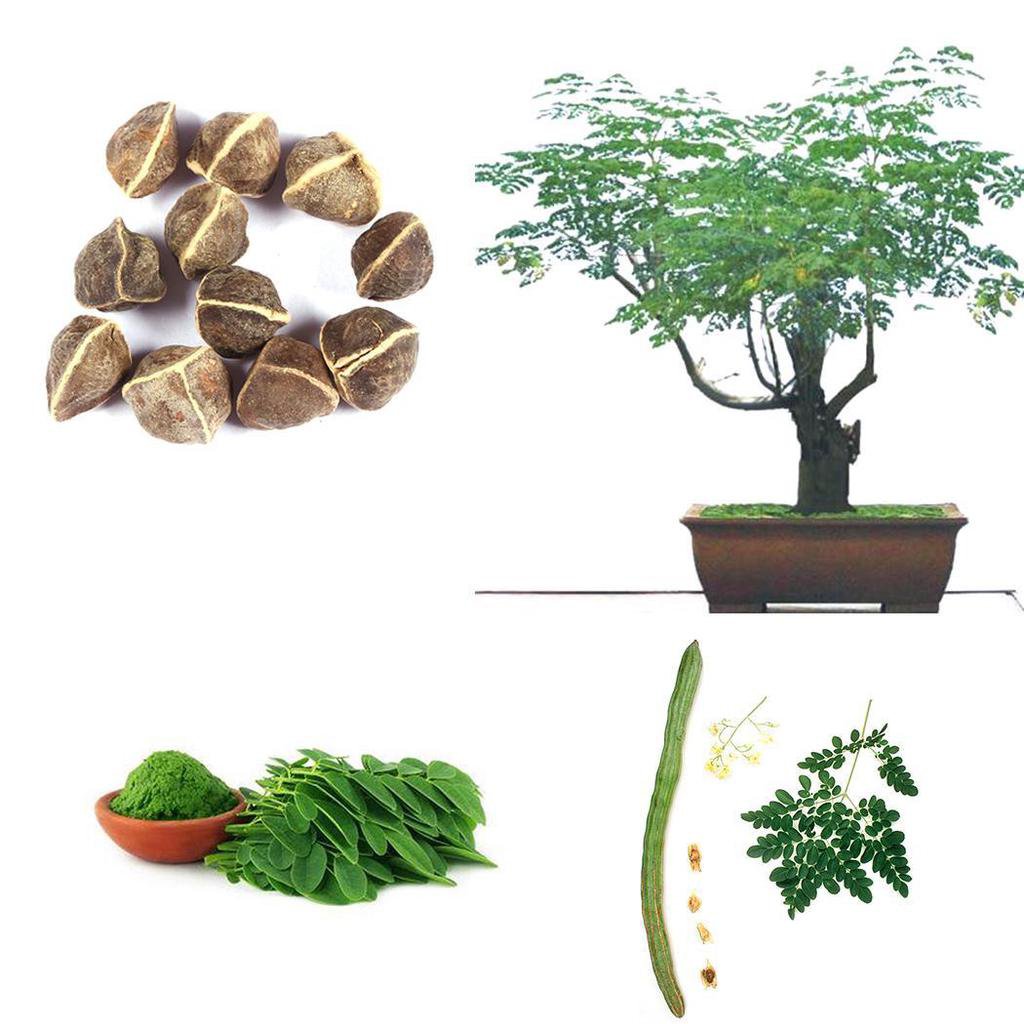 Rare Edible Moringa Bonsai Plant with Bonsai Tray